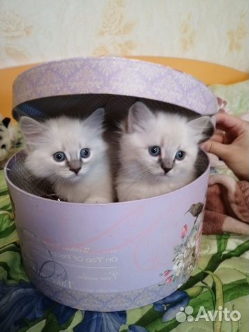 Котята невские маскарадные