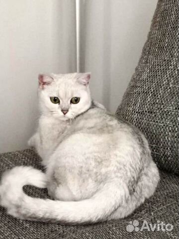 Серебристая шиншилла