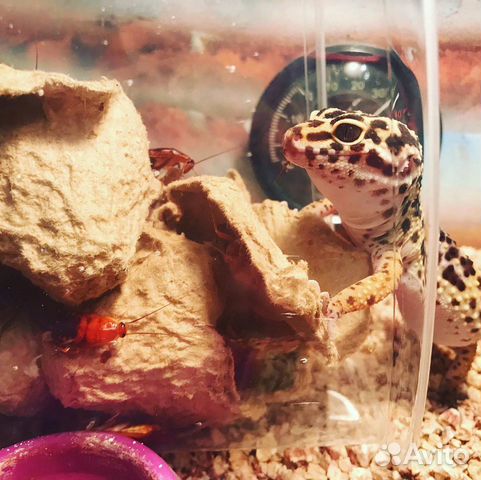 Эублефар с террариумом