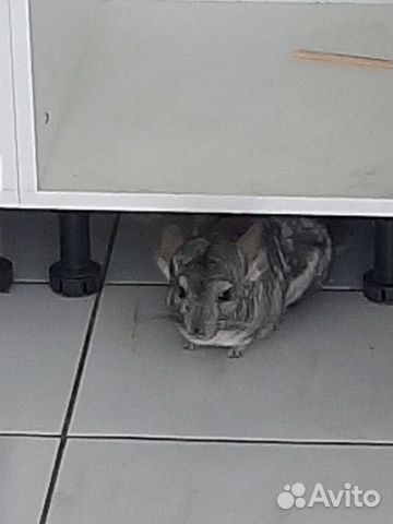 Шиншила с клеткой