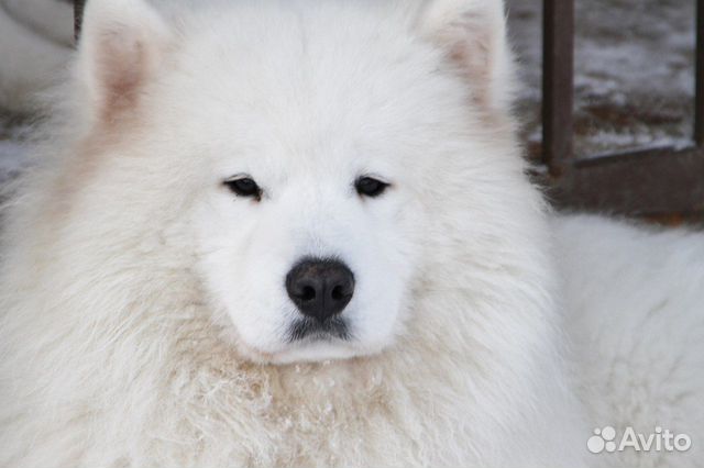Кобель самоедской лайки 3 года