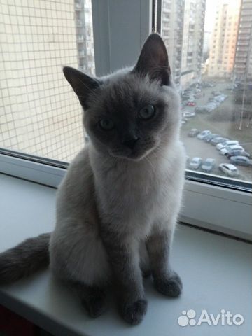 Шотландский котик 5 мес