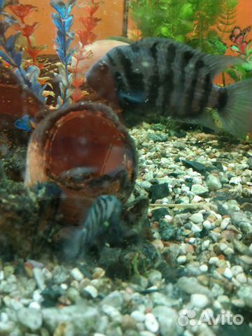 Рыбы цихлиды