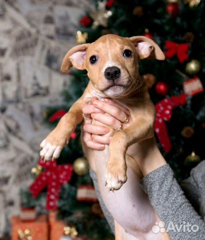 Девочка амстаффа рыжая