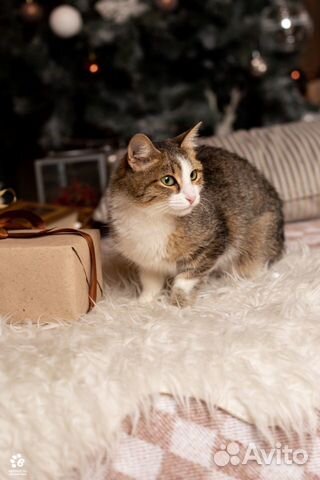 Кошка Маруська