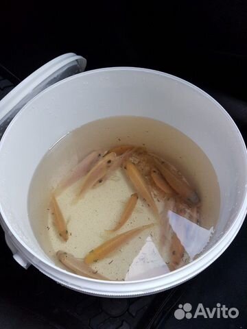 Аквариумные рыба