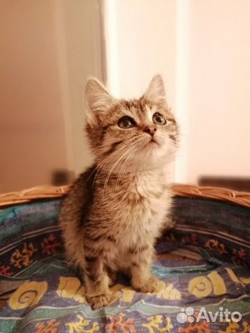 Котенок