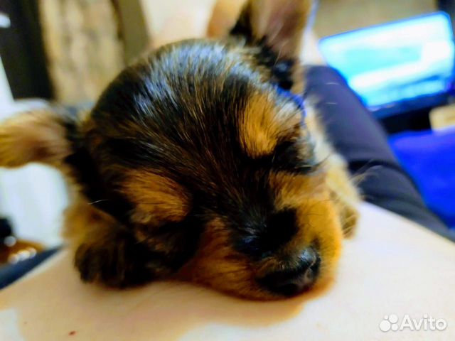 Щенок иоркширского терьера