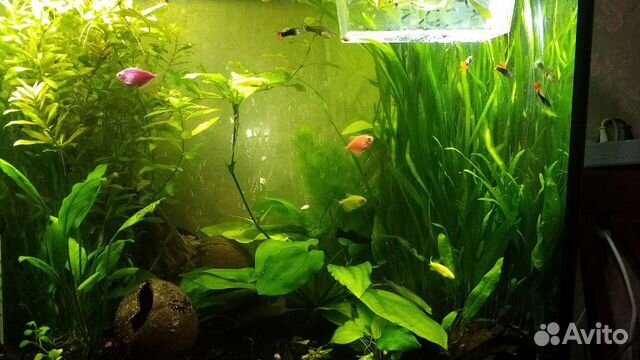 Гуппи, моллинезии, эхинодорус горизонтальный