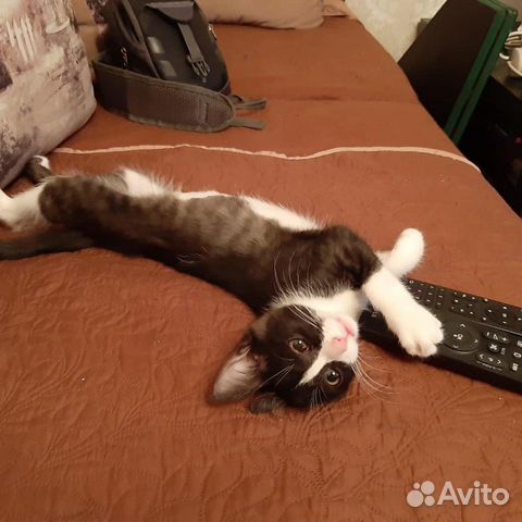 Котенок мальчик 4мес