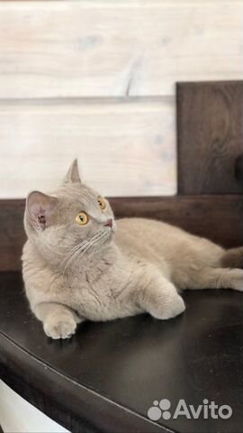Клубная кошечка приглашает на вязку