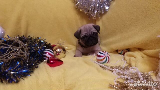 Новогоднее счастье