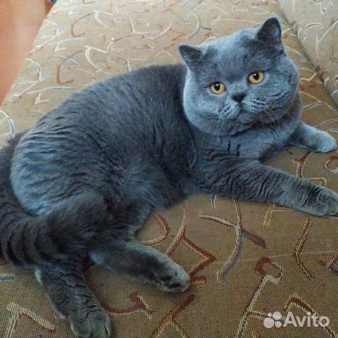 Кот на вязку шотландский