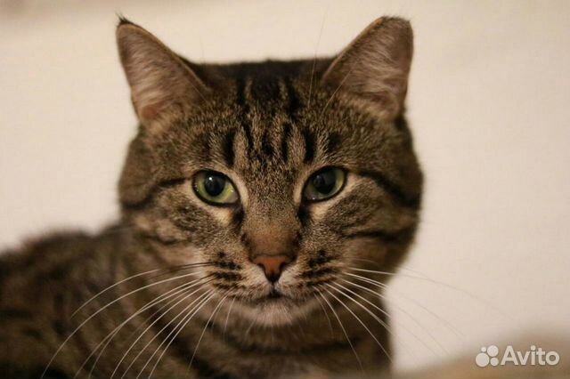 Кошка-Машулька