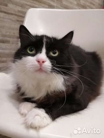 Кот Пончик 1,5 года в добрые руки