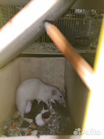 Крыски дамбо