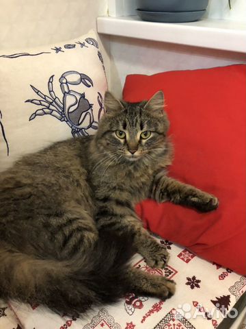 Отдадим кошку