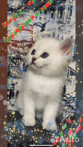 Котёнок Британец 2 мес