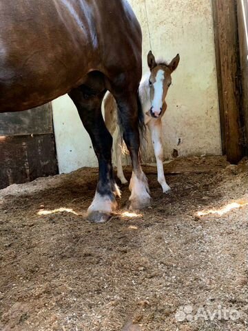 Тяжёловозный жеребчик июнь 2019