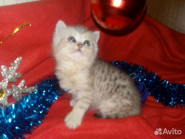 Шотландские прямоушки