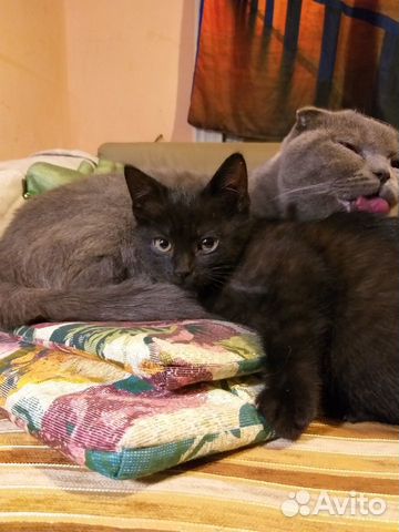 Котенок от британской вислоухой кошки