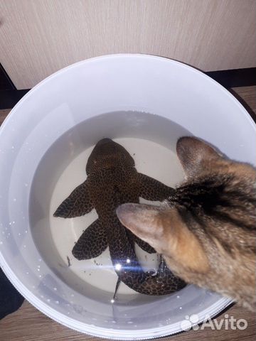 Сом парчовый птеригоплихт