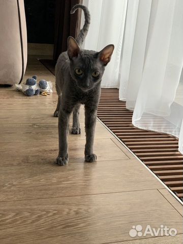 Корниш-рекс котёнок