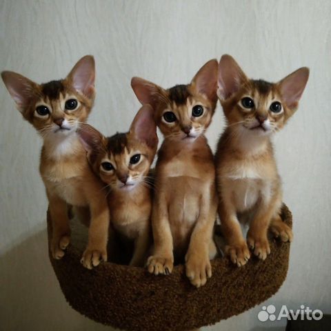 Абиссинская