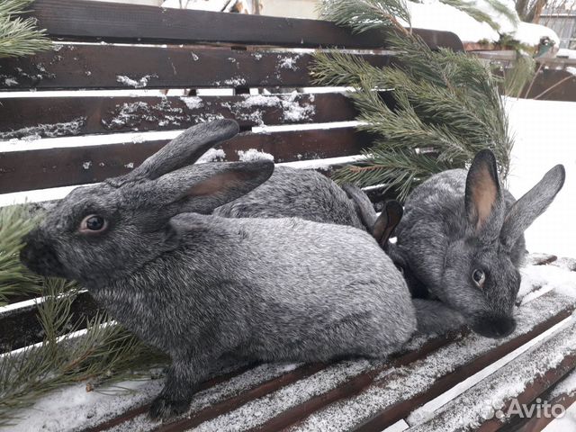 Кролики полтавское серебро
