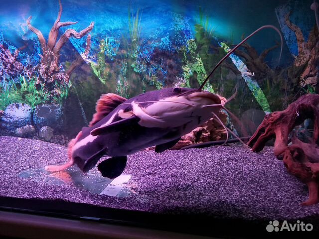 Китайский краснохвостый сом