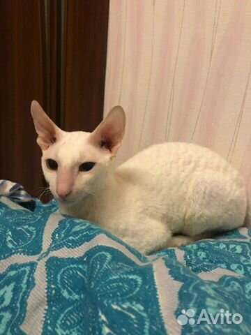 Корниш-рекс