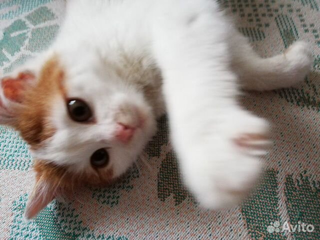 Котенок рыженький мальчик