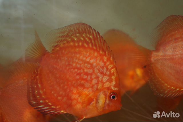 Дискус-самые красивые рыбы пресноводных аквариумов