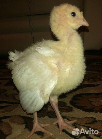 Суточный молодняк с/х птицы