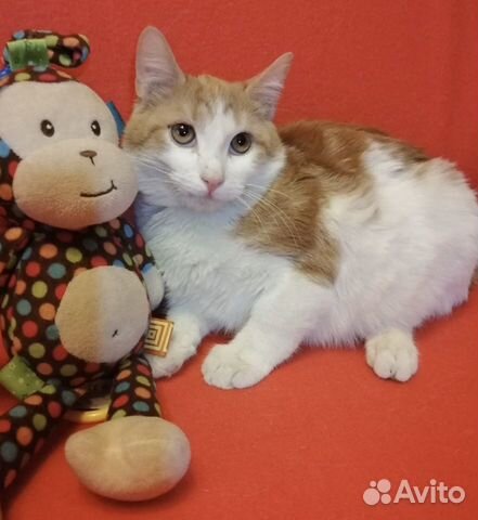 Котик Вальс ищет дом