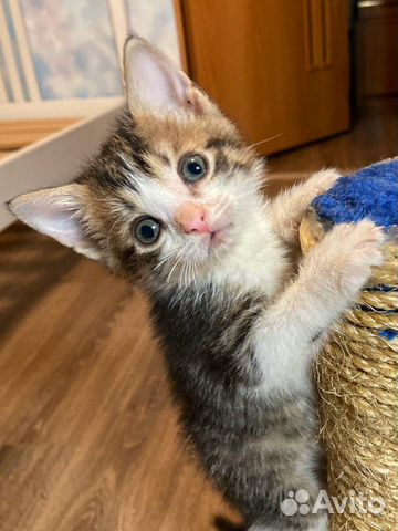 Клаус хочет домой