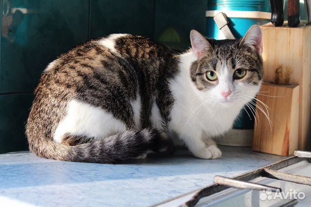 Кошечка Амели