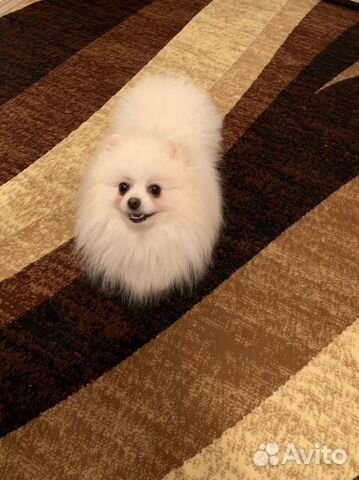 Шпиц померанский мальчик