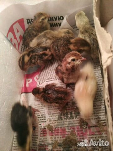 Перепелята