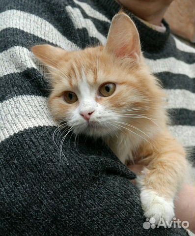 Ласковая нежность