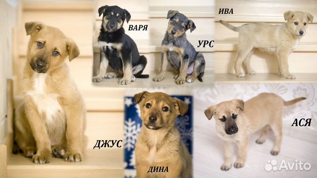 Ищем дом малышей