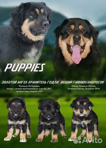 Щенки Бурят-Монгольского волкодава Хотошо