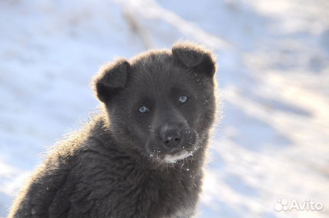 Щенки 3 месяца, голубые глазки