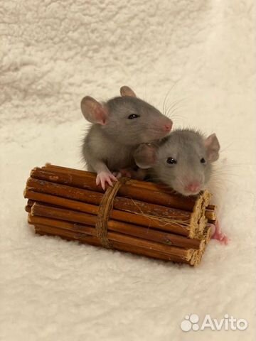 Маленькие крысята