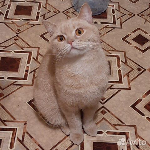 Кот британец ищет хозяев