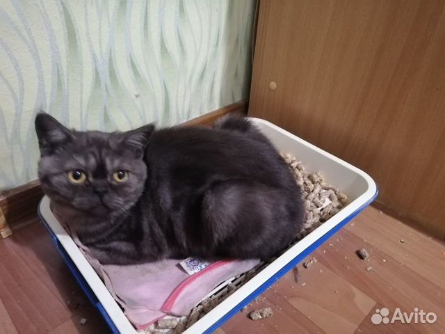 Найдена молодая кошечка