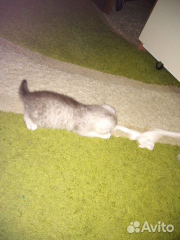Котятки вислоушки