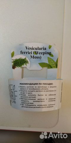 Аквариумный мох/растение