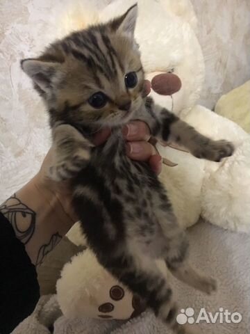 Шотландский котёнок