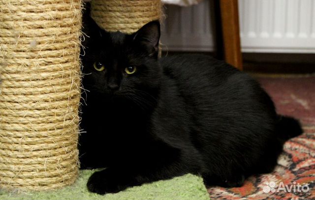 Бомбейская красавица Нюся ищет добрые руки